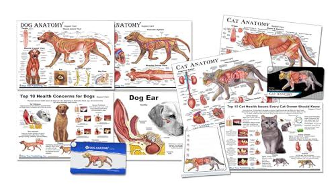 Dog and Cat Anatomy Education 10-piece Set, Cards, Pocket Charts, and ...