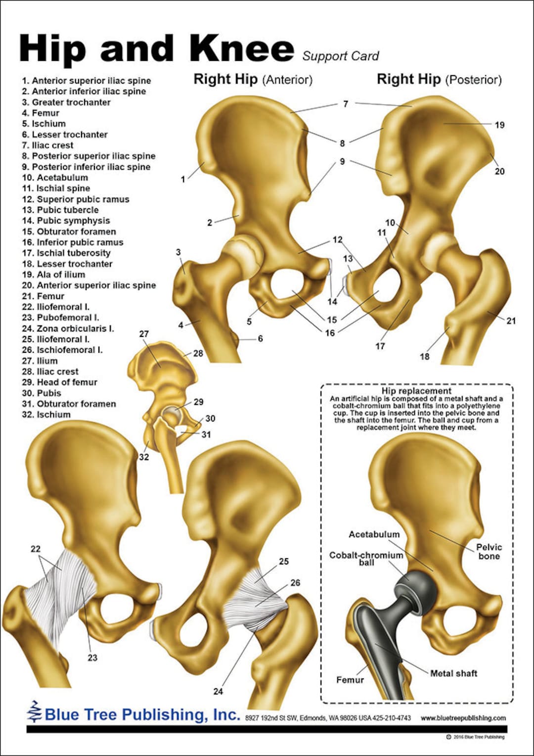 Hip and Knee Anatomical Chart - Etsy
