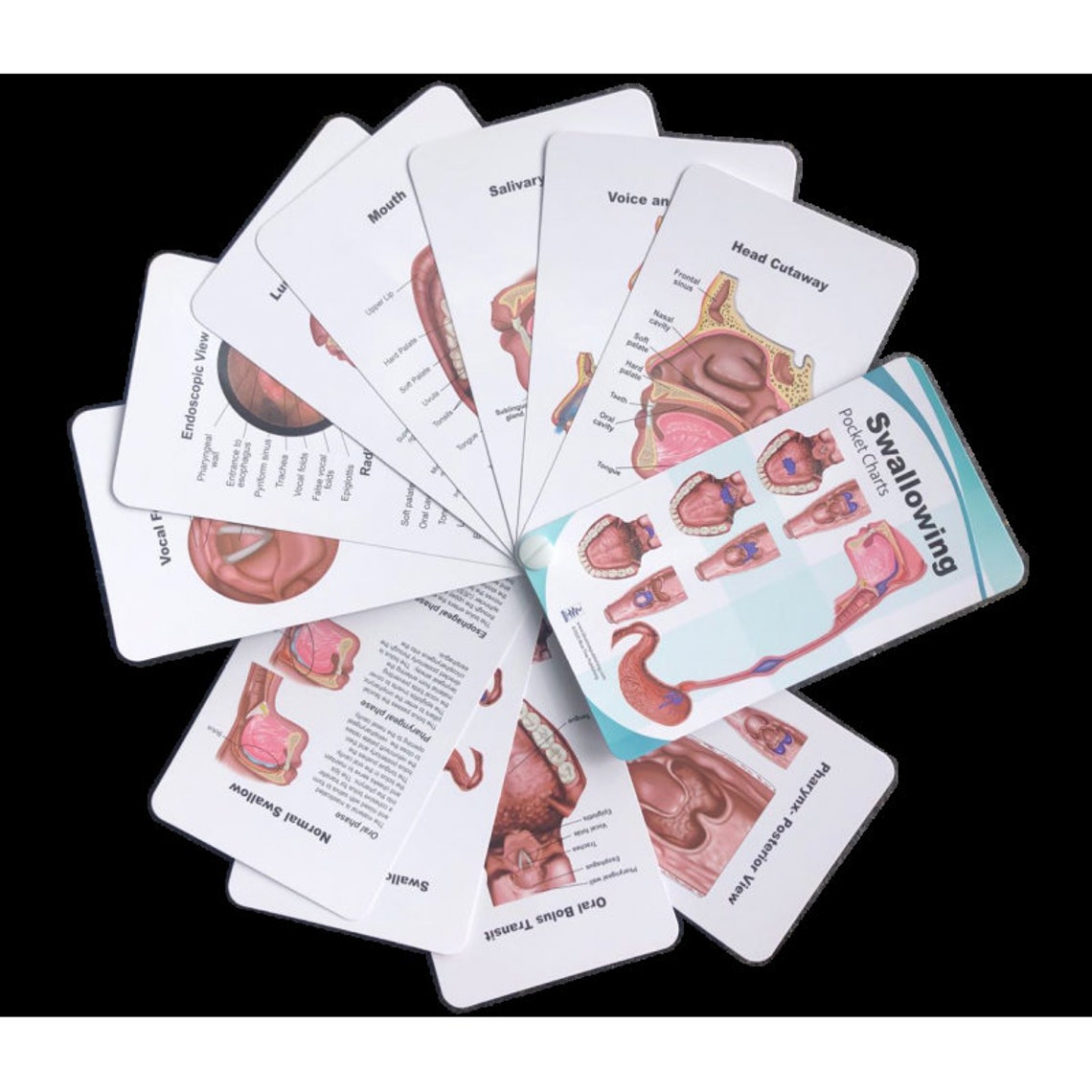 Swallowing Anatomy Pocket Charts - Etsy