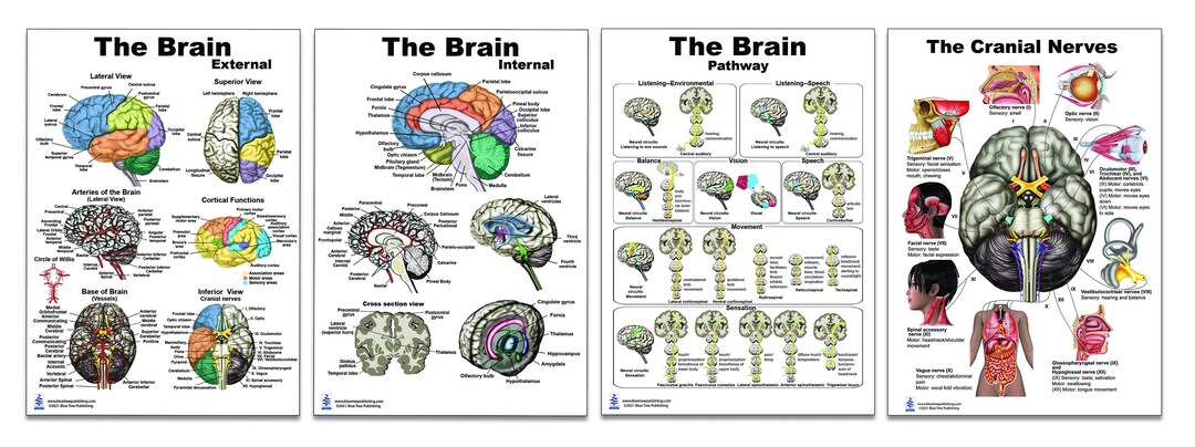 Blue Tree Publishing the Brain 4 Poster Set 12x17inch, Waterproof ...