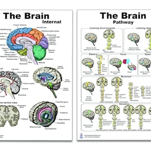 Blue Tree Publishing the Brain 4 Poster Set 12x17inch, Waterproof ...