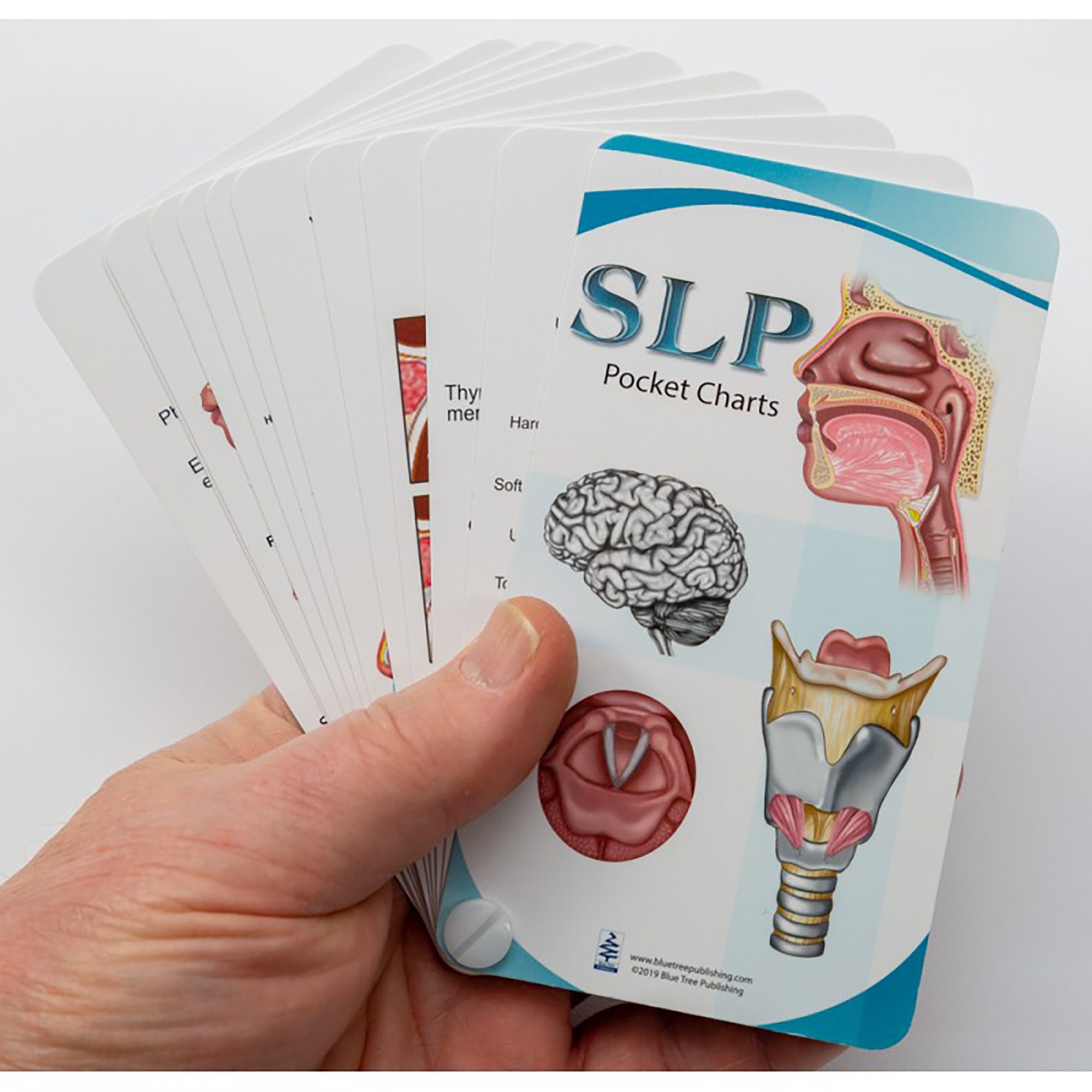 SLP Anatomy Pocket Charts | Etsy