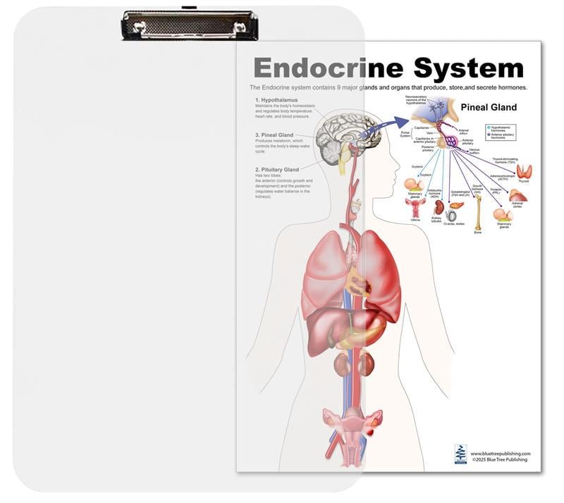 Endocrine Systems Poster, Thyroid, Pituitary, Pancreas, Adrenal, Ovary ...
