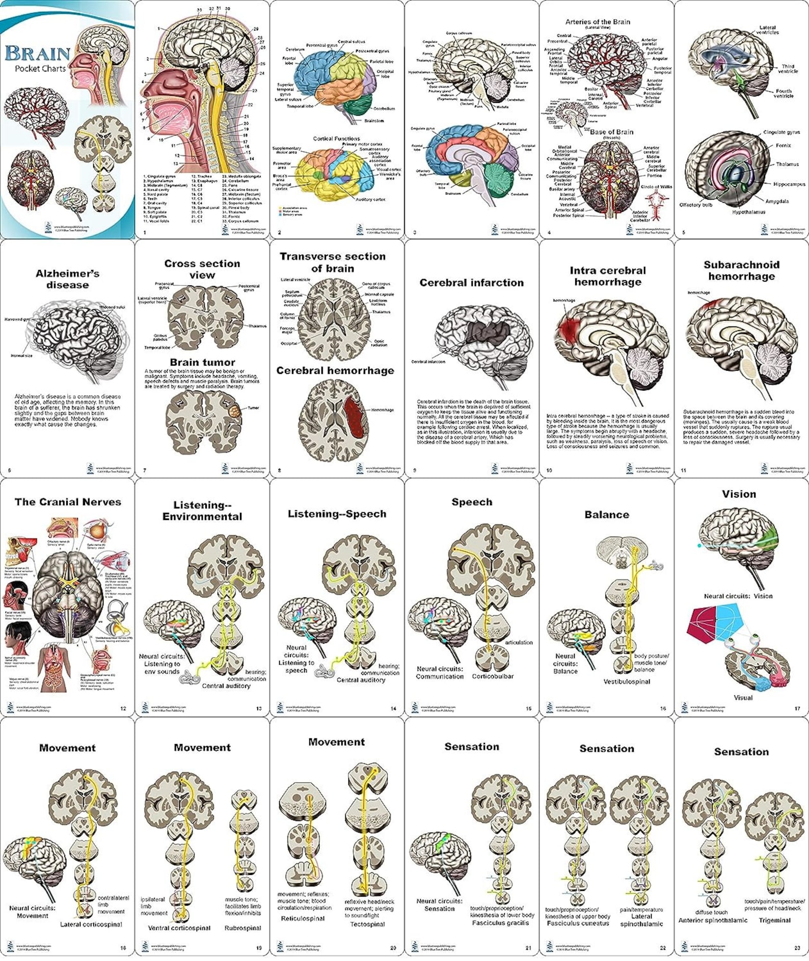 Brain Anatomy Pocket Charts That Show Cranial Nerves, Cerebrum ...