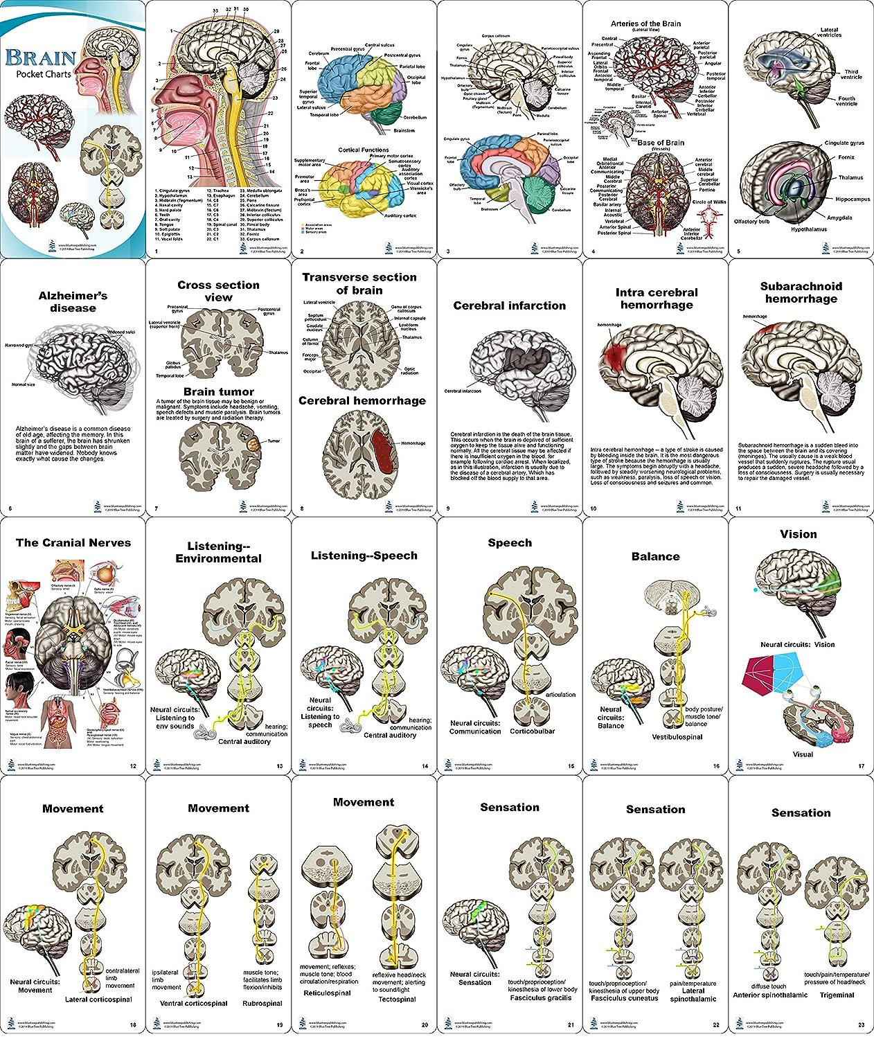 Brain Anatomy Pocket Charts That Show Cranial Nerves, Cerebrum ...