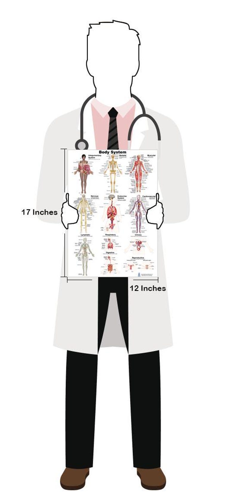 Human Body Systems Poster, Muscular, Nervous, Circulatory, Lymphatic ...