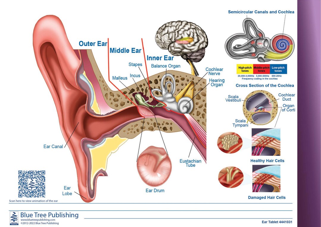 Ear Tablet With QR Code Link to Animation - Etsy