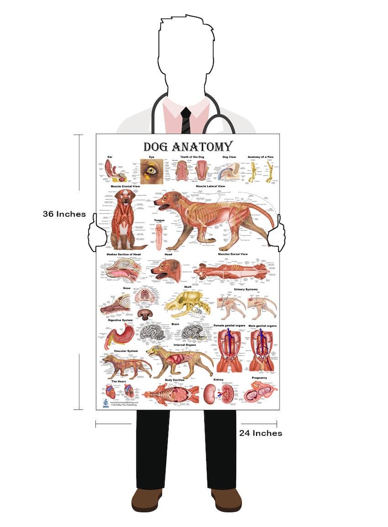 Dog Anatomy and 10 Health Concern 2 Chart Set, Anatomy & Veterinary ...