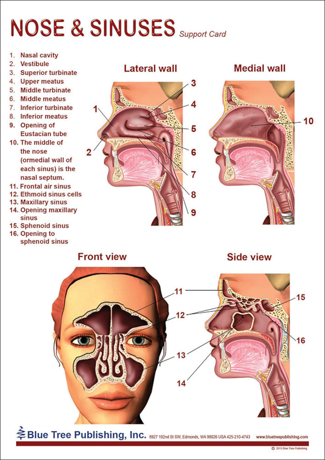 Nose and Sinuses Anatomical Chart - Etsy