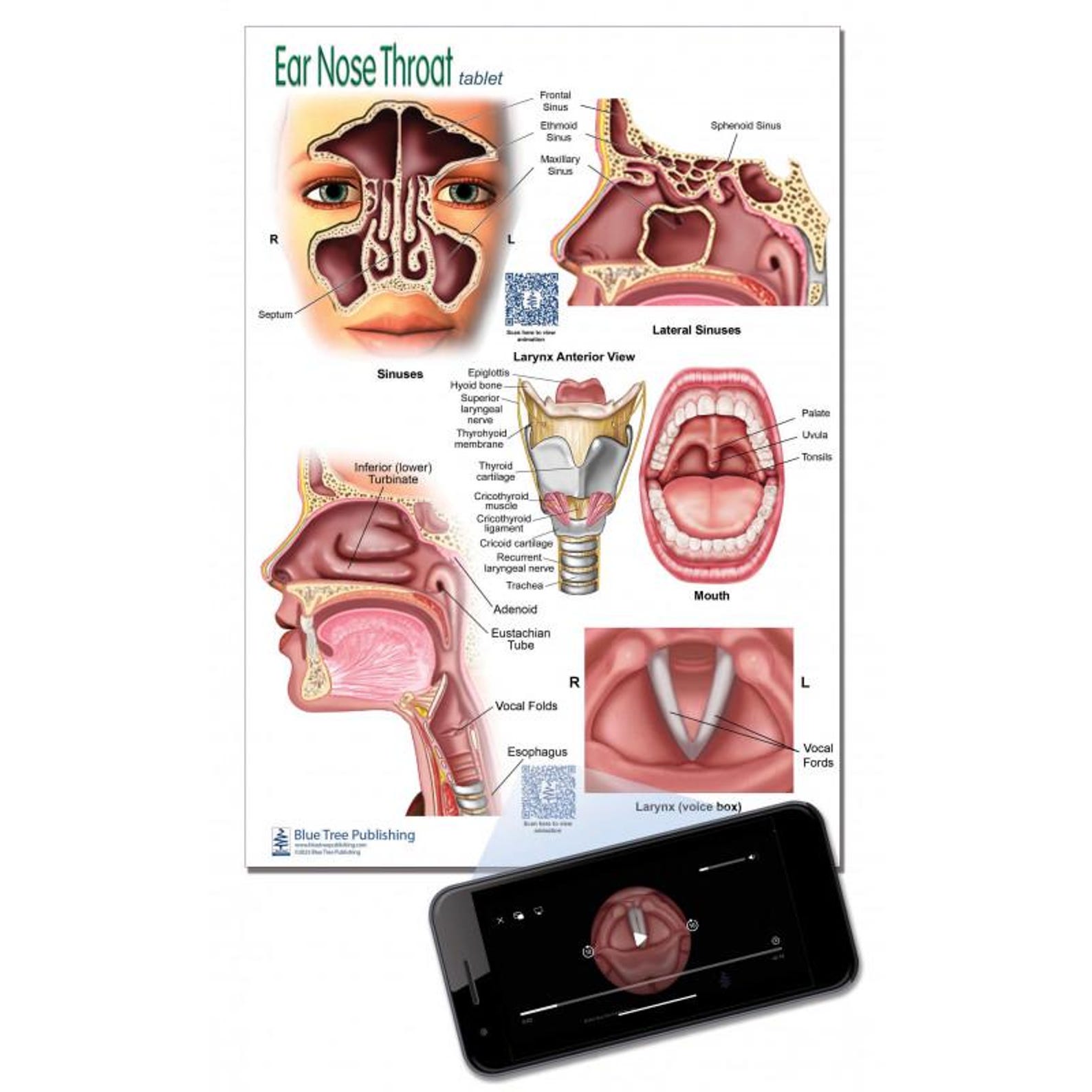 Ear Nose Throat Anatomical Chart, ENT, Pads-50 Sheets per Pad-8 1/4" W ...