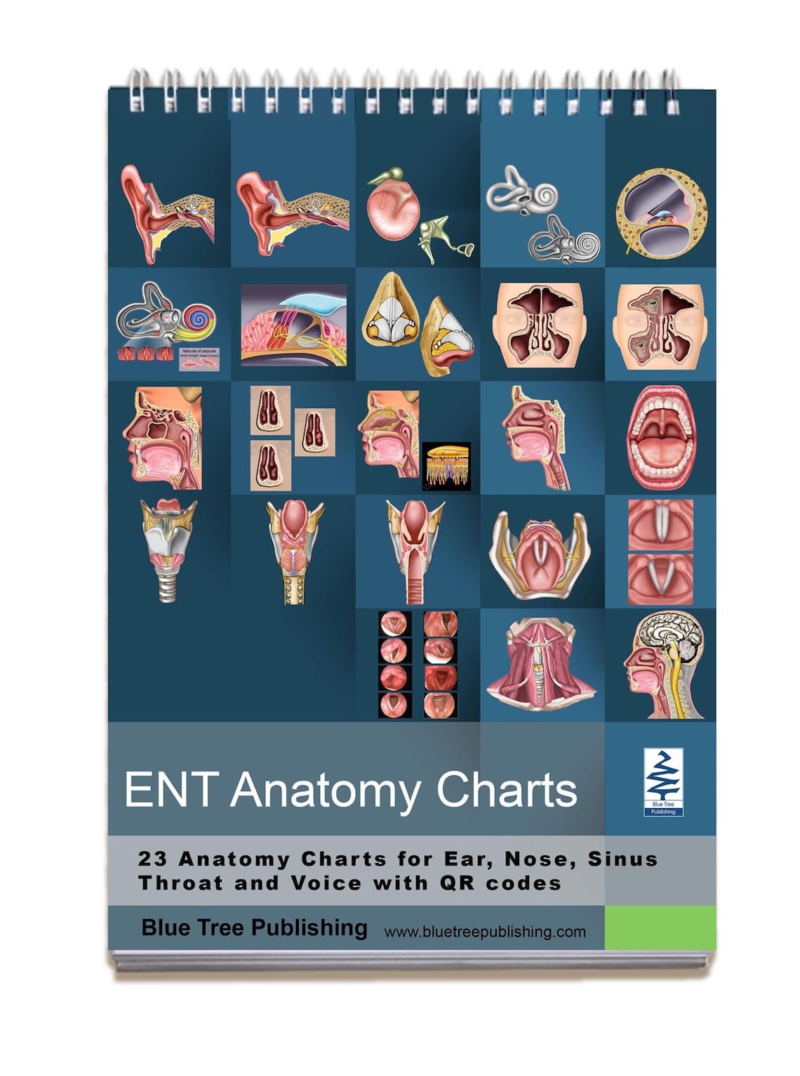 ENT Anatomy Flip Charts, Otolaryngologist Anatomy, Ear, Nose, Larynx ...