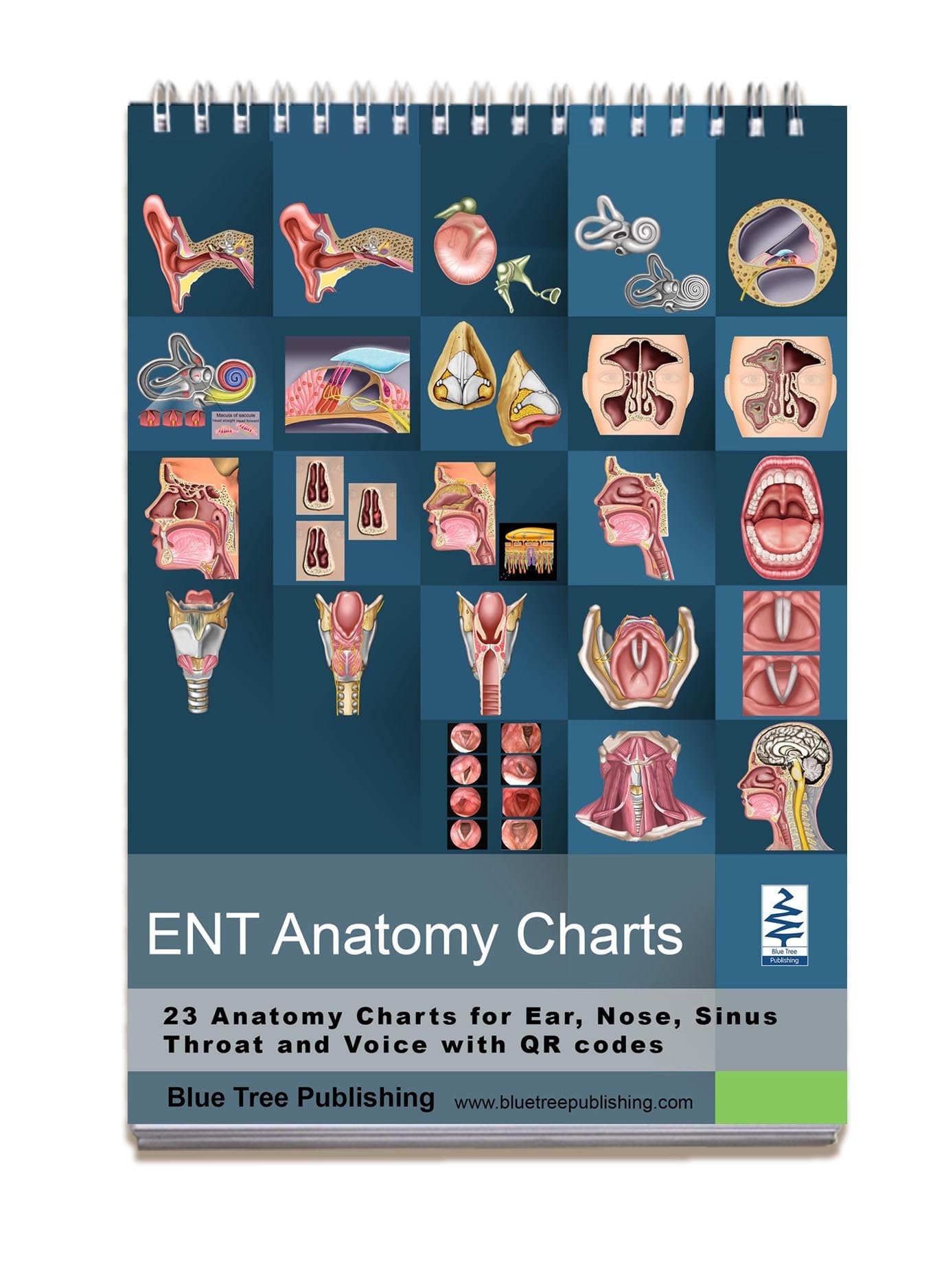 ENT Anatomy Flip Charts, Otolaryngologist Anatomy, Ear, Nose, Larynx ...