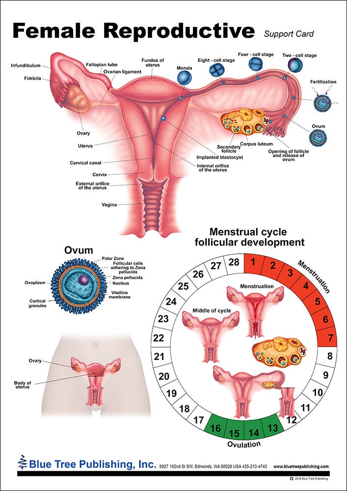 Female Reproductive Anatomical Chart - Etsy