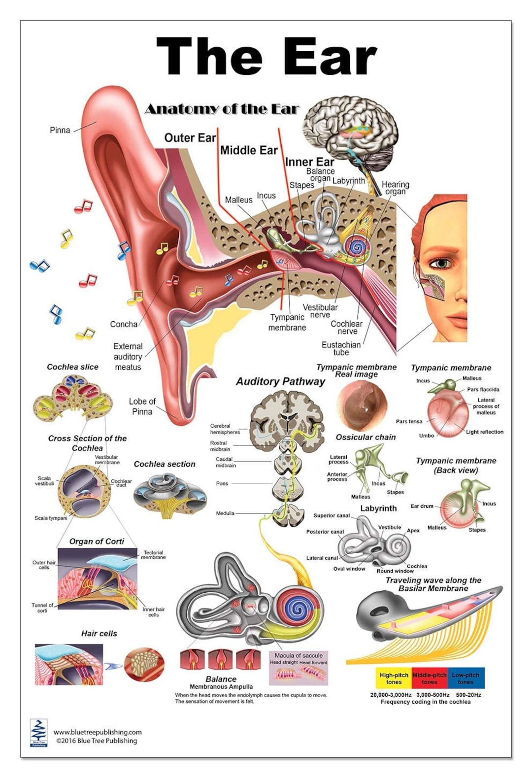 Ear Education for Audiologist, Poster, Charts and Model - Etsy