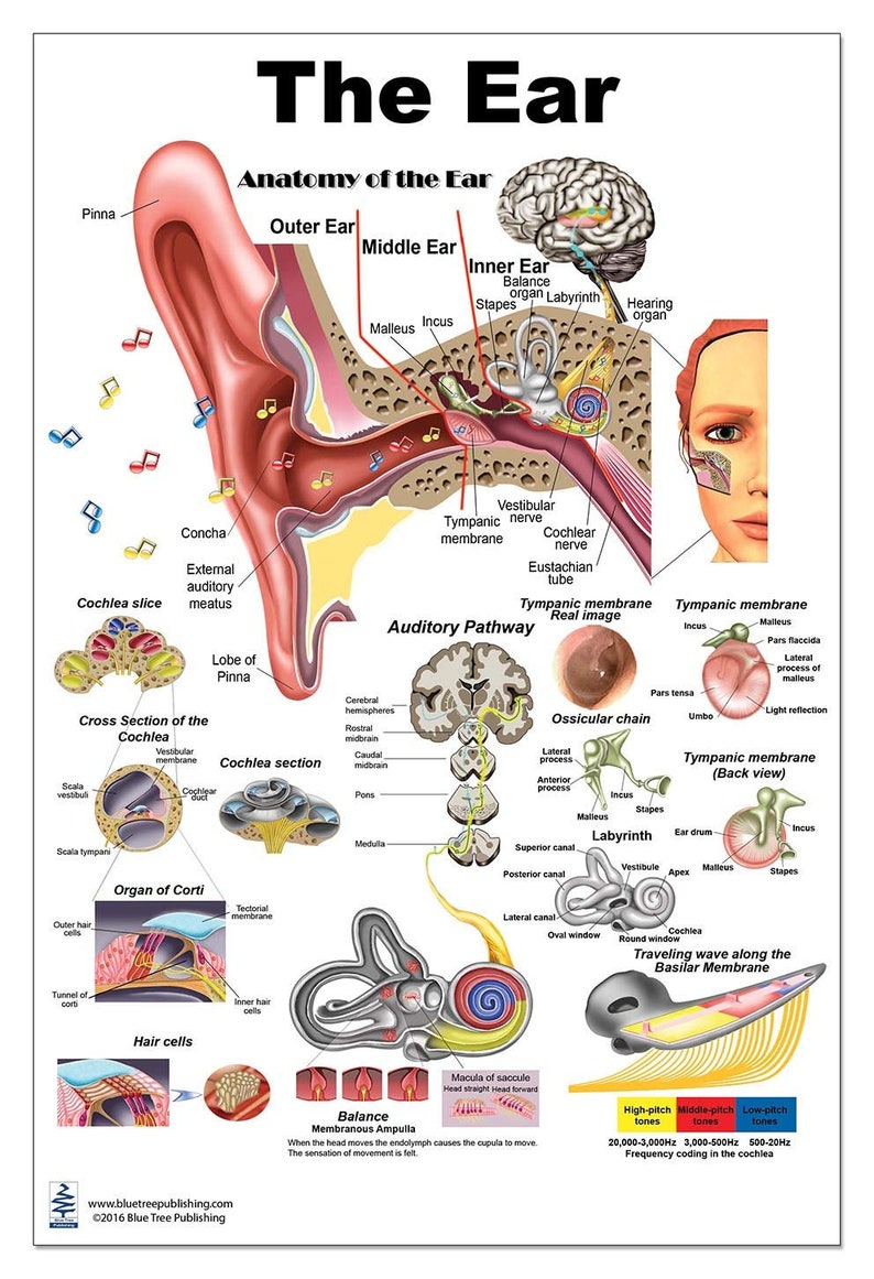 Ear Education for Audiologist, Poster, Charts and Model - Etsy