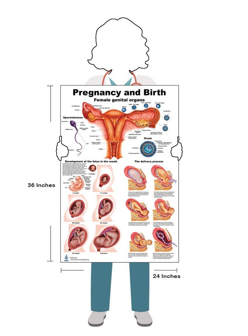 Pregnancy and Birth Poster for Maternity Clinics, Hospitals, Midwife ...