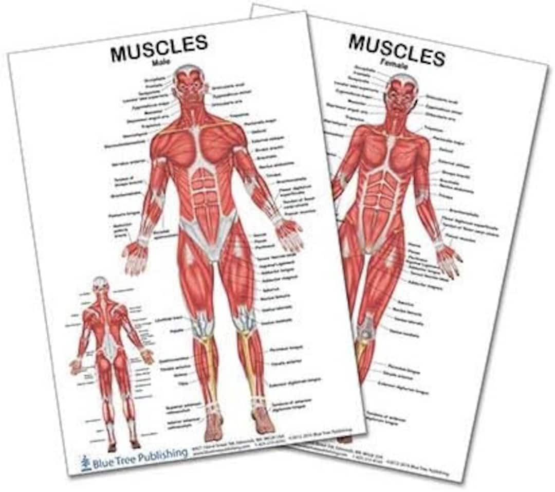 Female and Male Muscles Anatomical Chart for Workouts, Physical Fitness ...