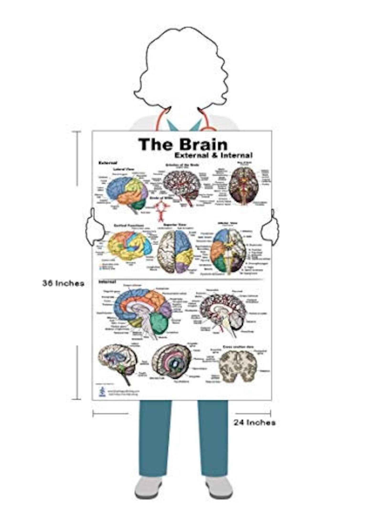 The Brain Poster 24x36inch, External & Internal Structures - Etsy