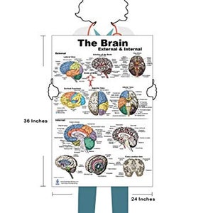 The Brain Poster 24x36inch, External & Internal Structures - Etsy