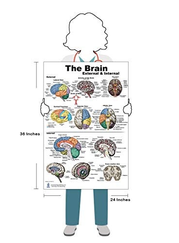The Brain Poster 24x36inch, External & Internal Structures - Etsy
