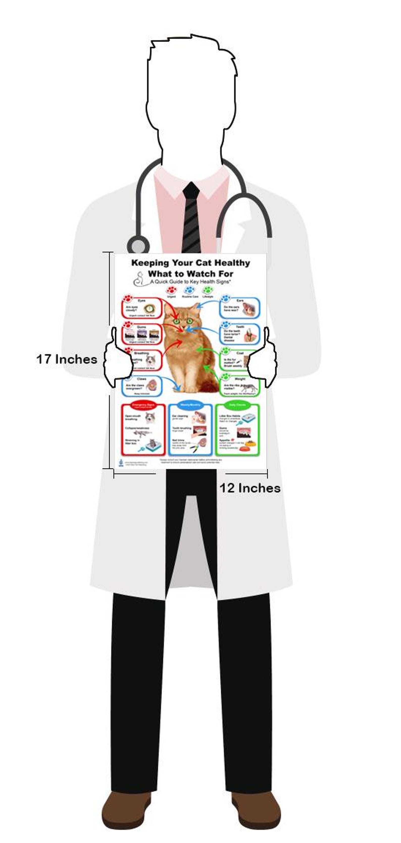 Keeping Your Cat Healthy Chart for Veterinary Reference, Cat Anatomy ...