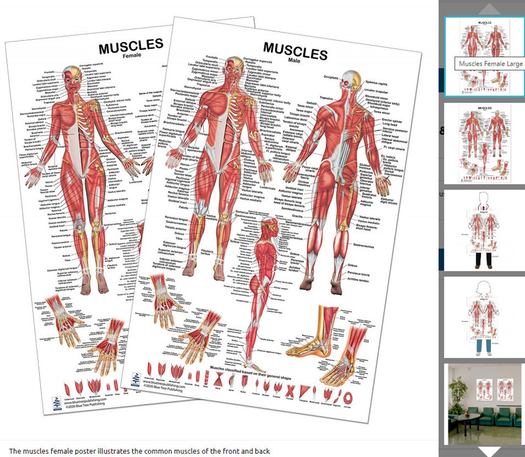 The Muscles Female Poster Illustrates the Common Muscles of the Front ...