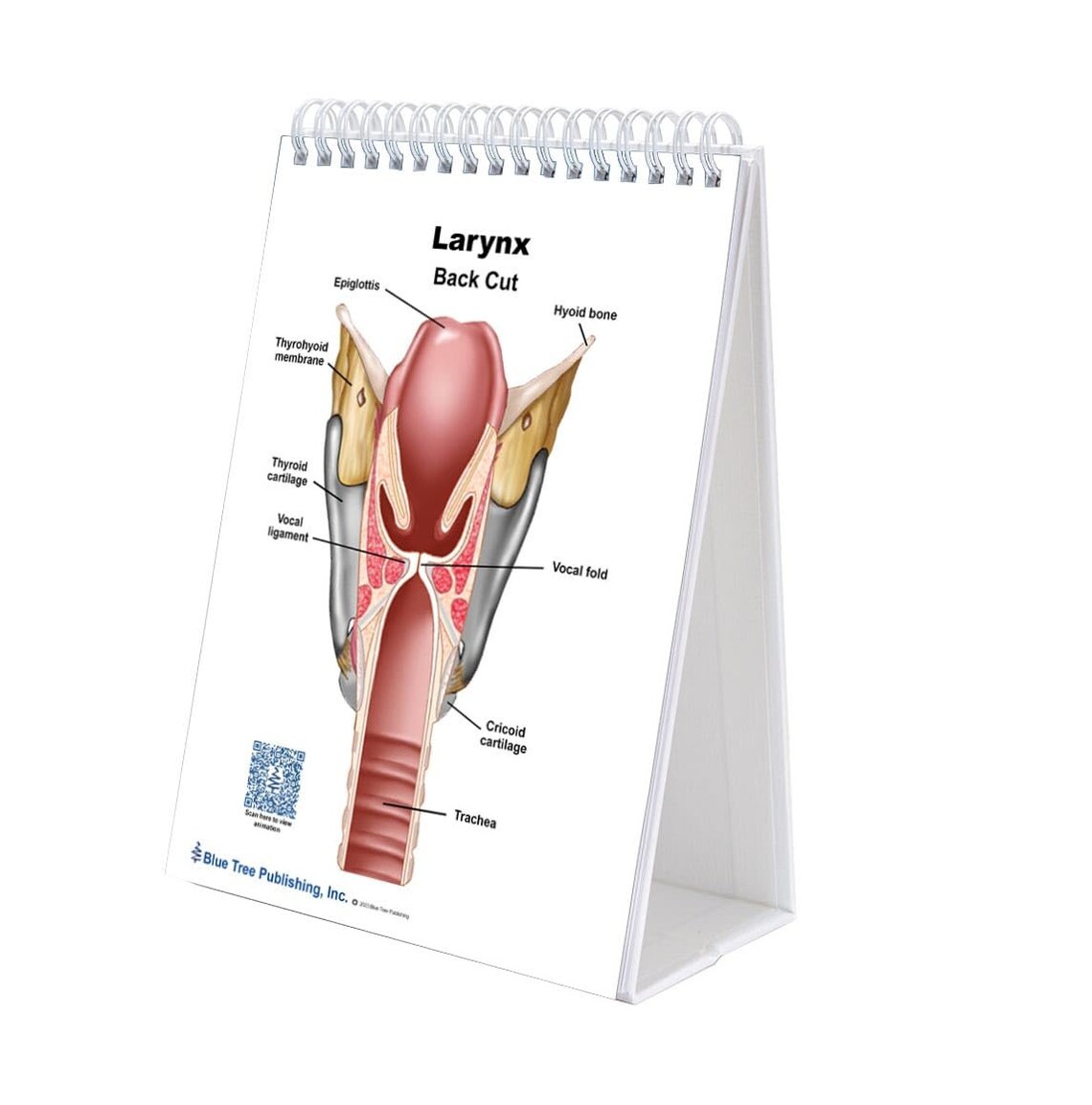 ENT Anatomy Flip Charts, Otolaryngologist Anatomy, Ear, Nose, Larynx ...