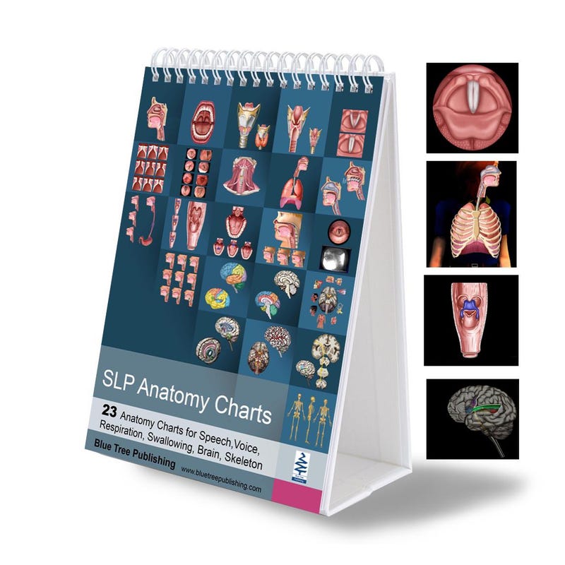 Speech Anatomy Art - Etsy