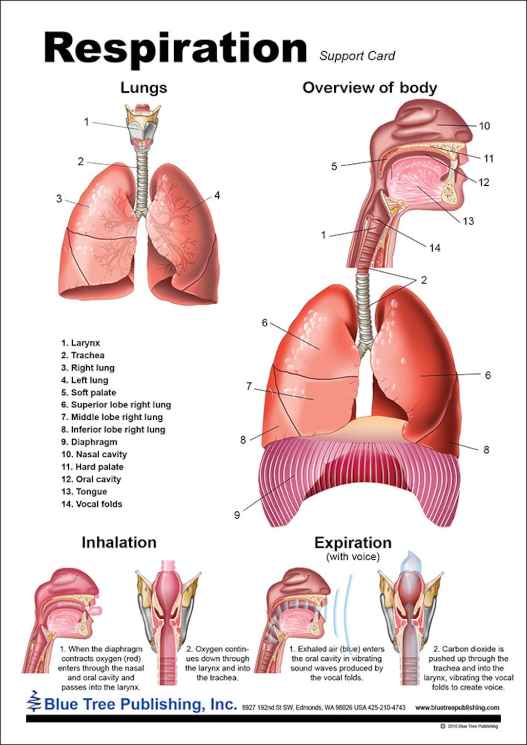 Respiration Anatomical Chart - Etsy
