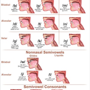 Speech Articulation Anatomical Chart - Etsy