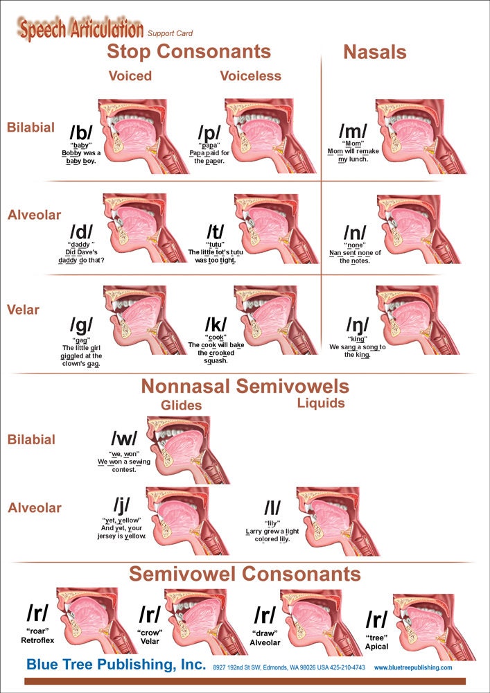 Speech Articulation Anatomical Chart - Etsy
