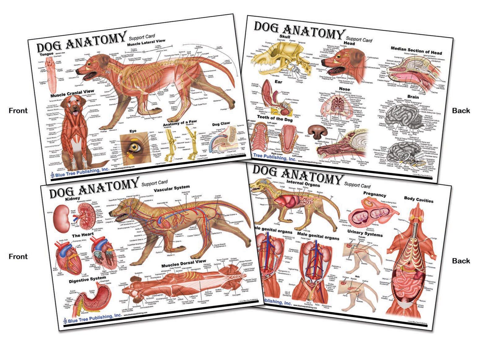 Dog Anatomy Set, Flipbook, Clipboard, Anatomy & Veterinary Physiology ...