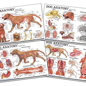 Dog Anatomy Set, Flipbook, Clipboard, Anatomy & Veterinary Physiology ...