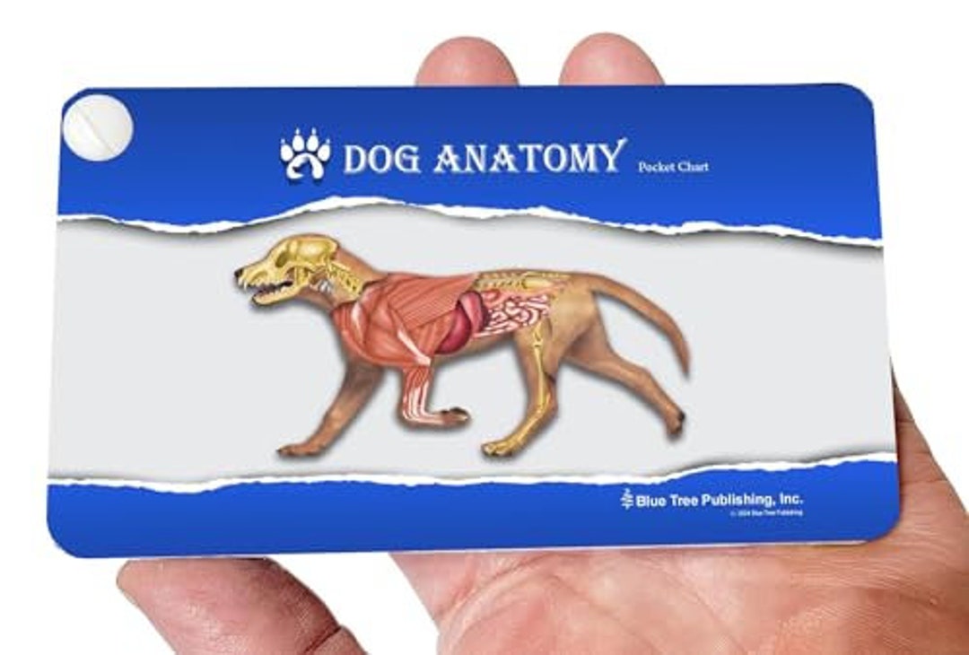 Dog Veterinary Anatomy Pocket Charts, Anatomy & Veterinary Physiology ...