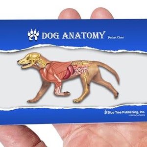 Dog and Cat Veterinary Anatomy Pocket Charts, Anatomy & Veterinary ...