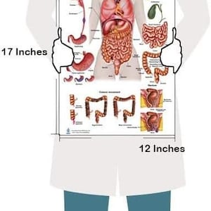 Digestive System Anatomical Chart and Poster - Etsy