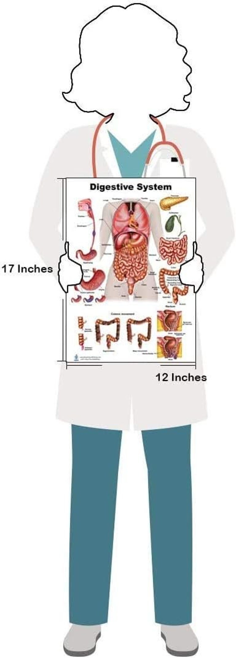 Digestive System Anatomical Chart and Poster - Etsy