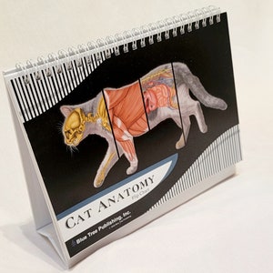 Cat Anatomy Flipbook for Veterinarians and Veterinary Students - Etsy