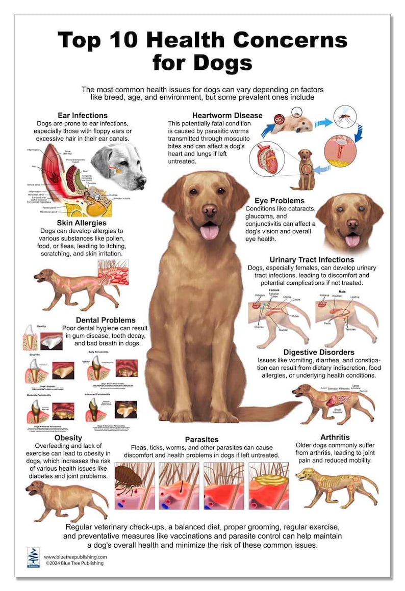 Blue Tree Publishing Dog 10 Health Concern Poster, Anatomy & Veterinary ...