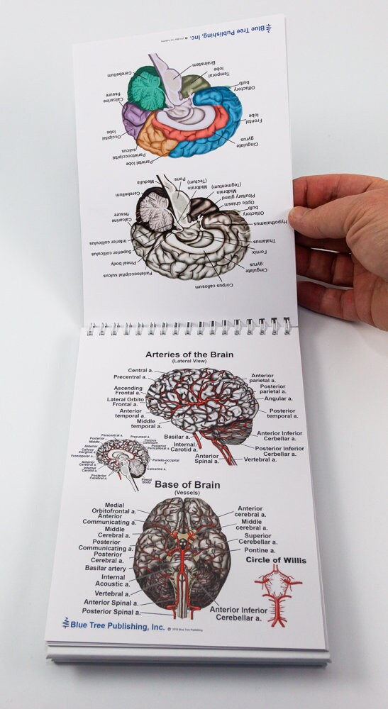 Brain Anatomy Flip Charts for Study of Neurology, Cranial Nerves ...