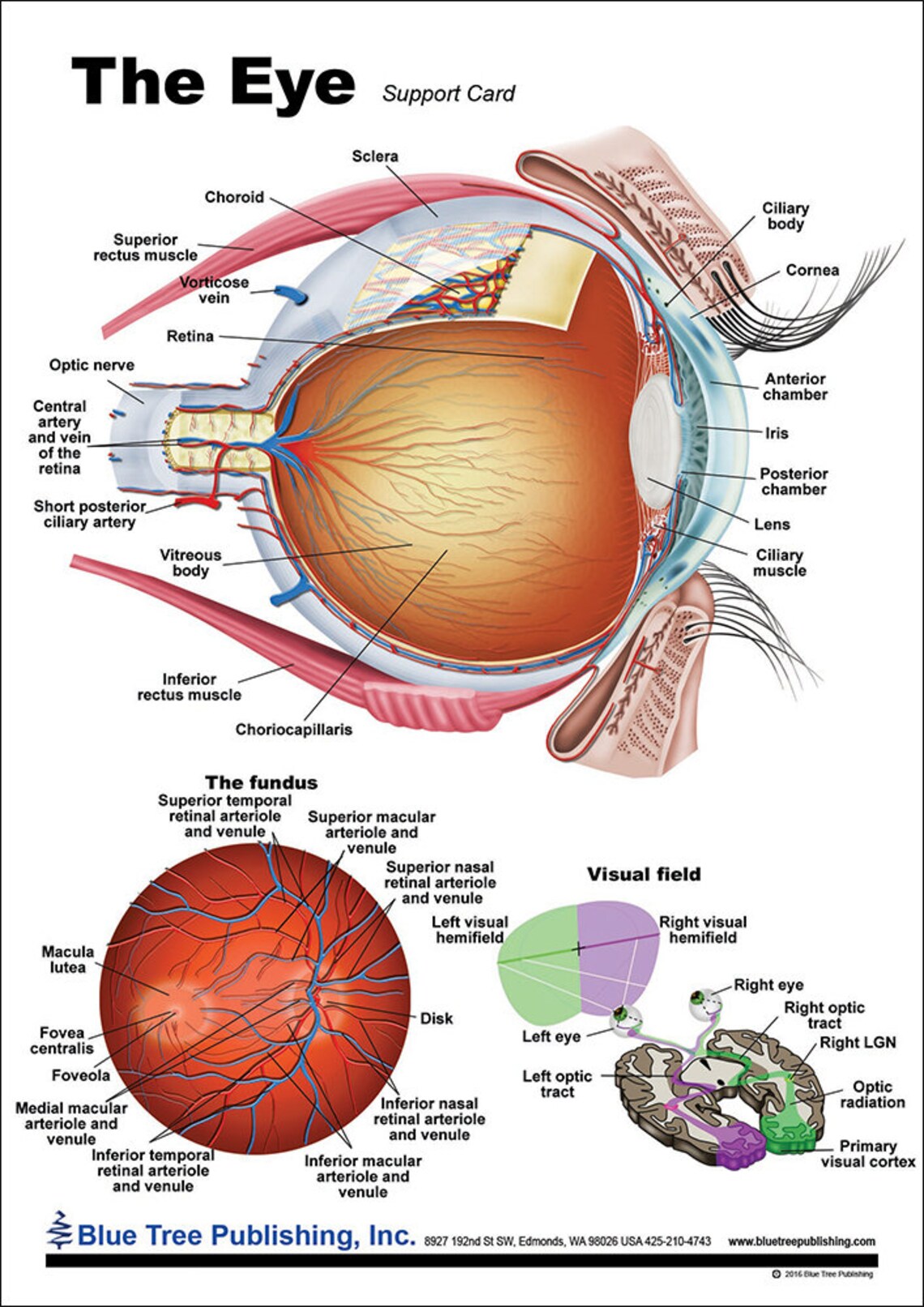 Eye Anatomical Chart - Etsy