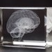 Human Brain Crystal for Neurologist - Etsy