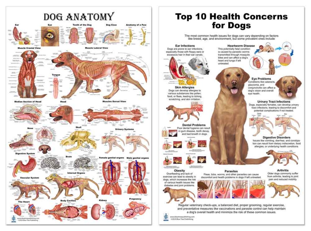 Dog Anatomy and 10 Health Concern 2 Chart Set, Anatomy & Veterinary ...