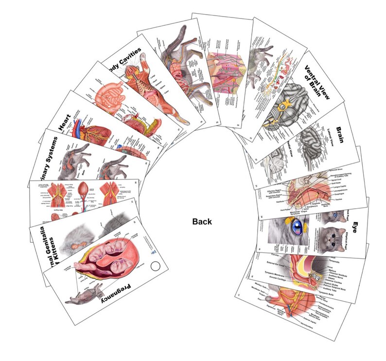 Cat Anatomy Pocket Chart - Etsy