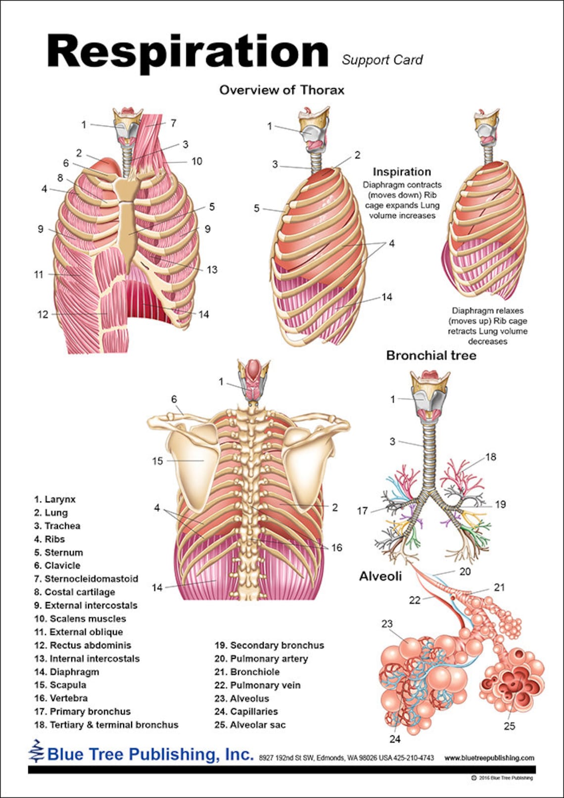 Respiration Anatomical Chart - Etsy
