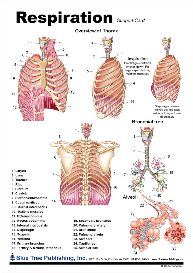 Respiration Anatomical Chart - Etsy
