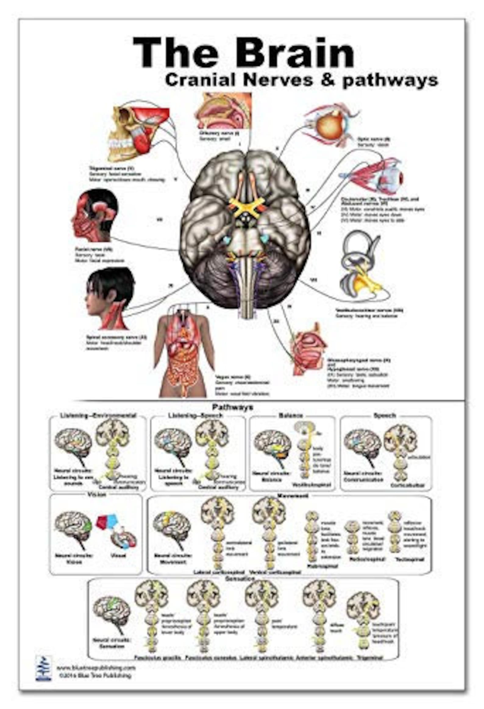Blue Tree Publishing the Brain Poster 24x36inch, Waterproof, Cranial ...