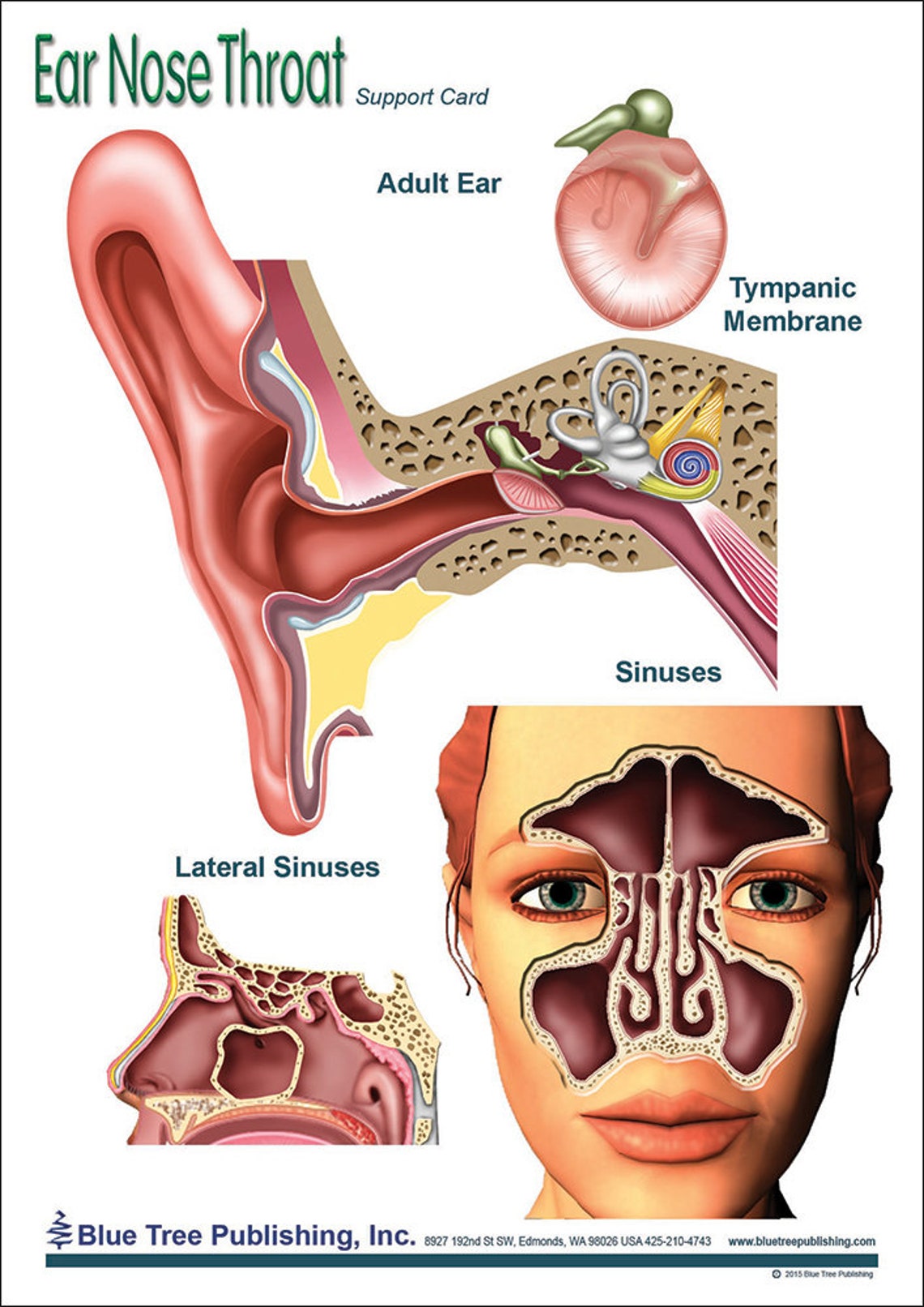 Ear Nose Throat Anatomical Chart - Etsy Ear Nose Throat Anatomical Chart - Etsy