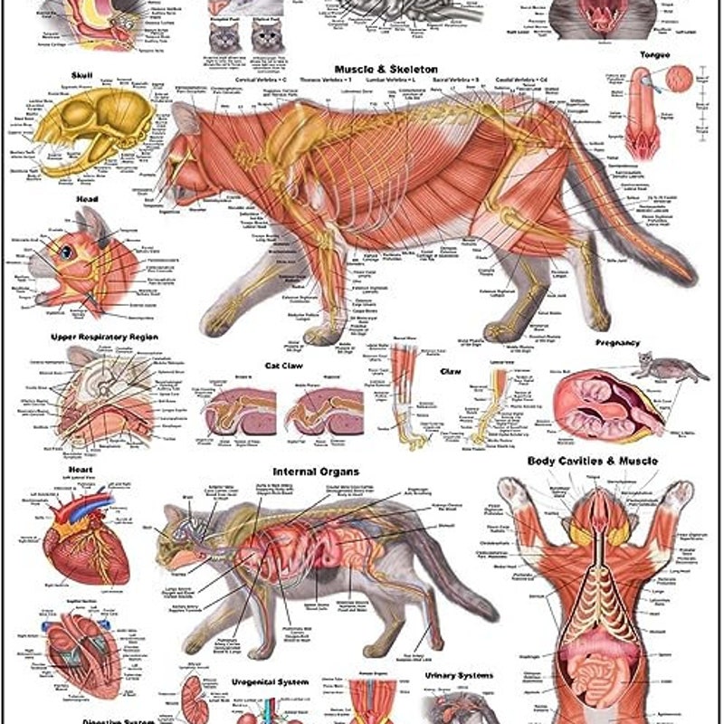 Meridian Chart - Etsy