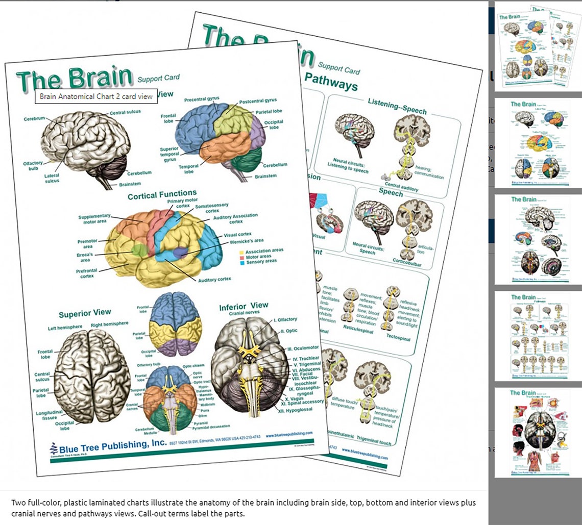 Brain Anatomical Charts - Etsy